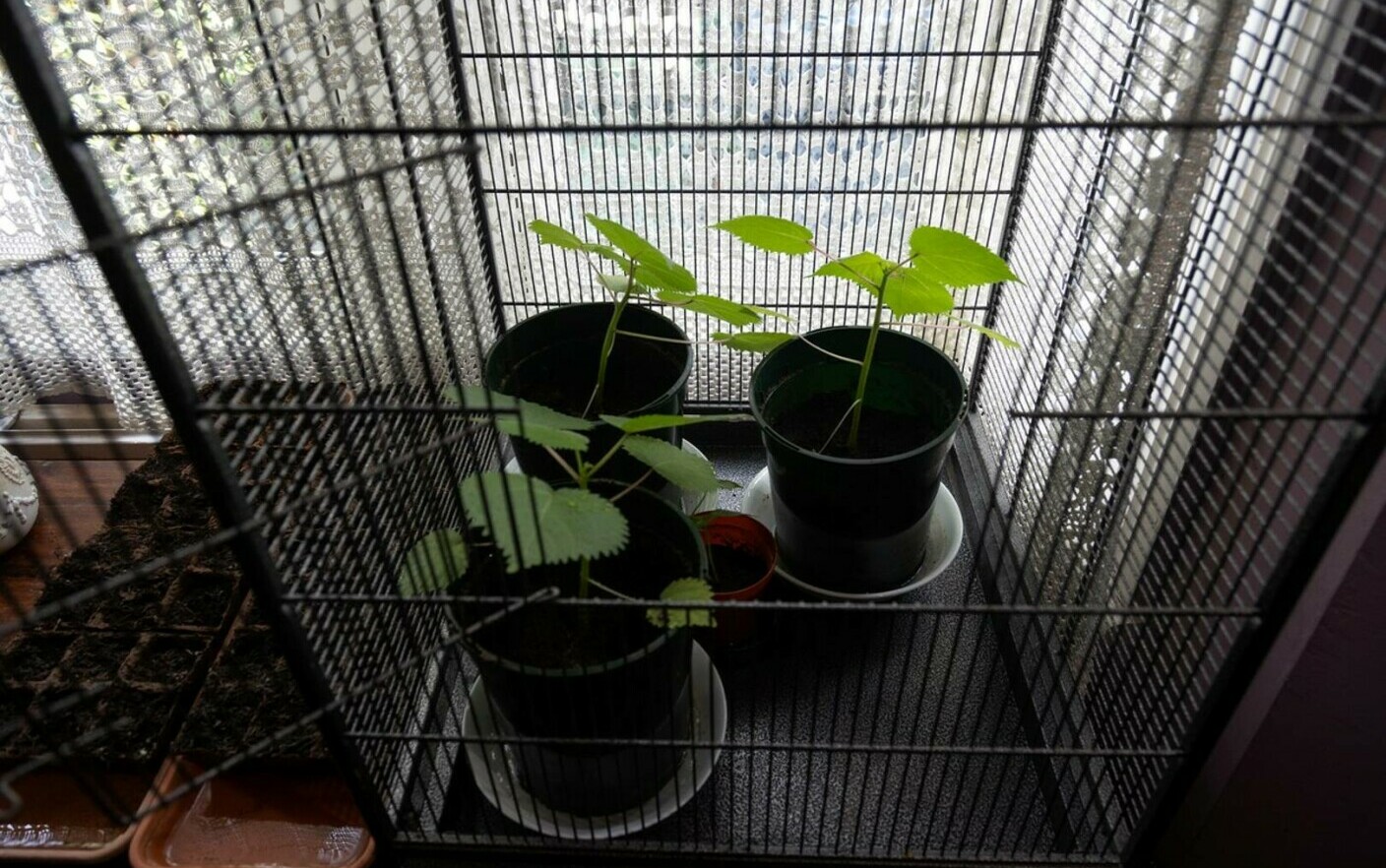 Planta care te face să te sinucizi. De ce este ținută într-o cușcă ...