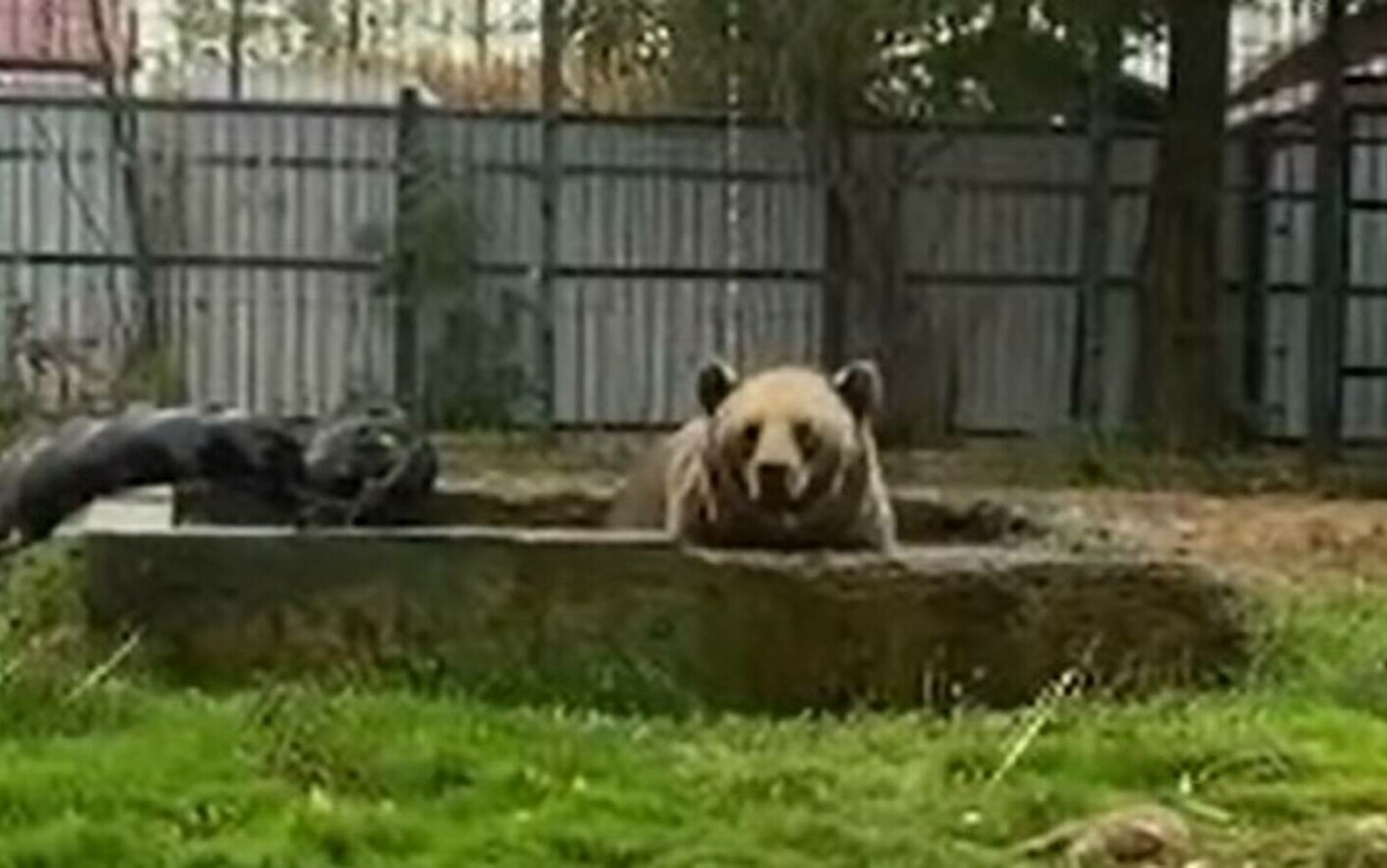 Devenit viral pe rețelele de socializare, ursul Baloo a oferit un nou ...