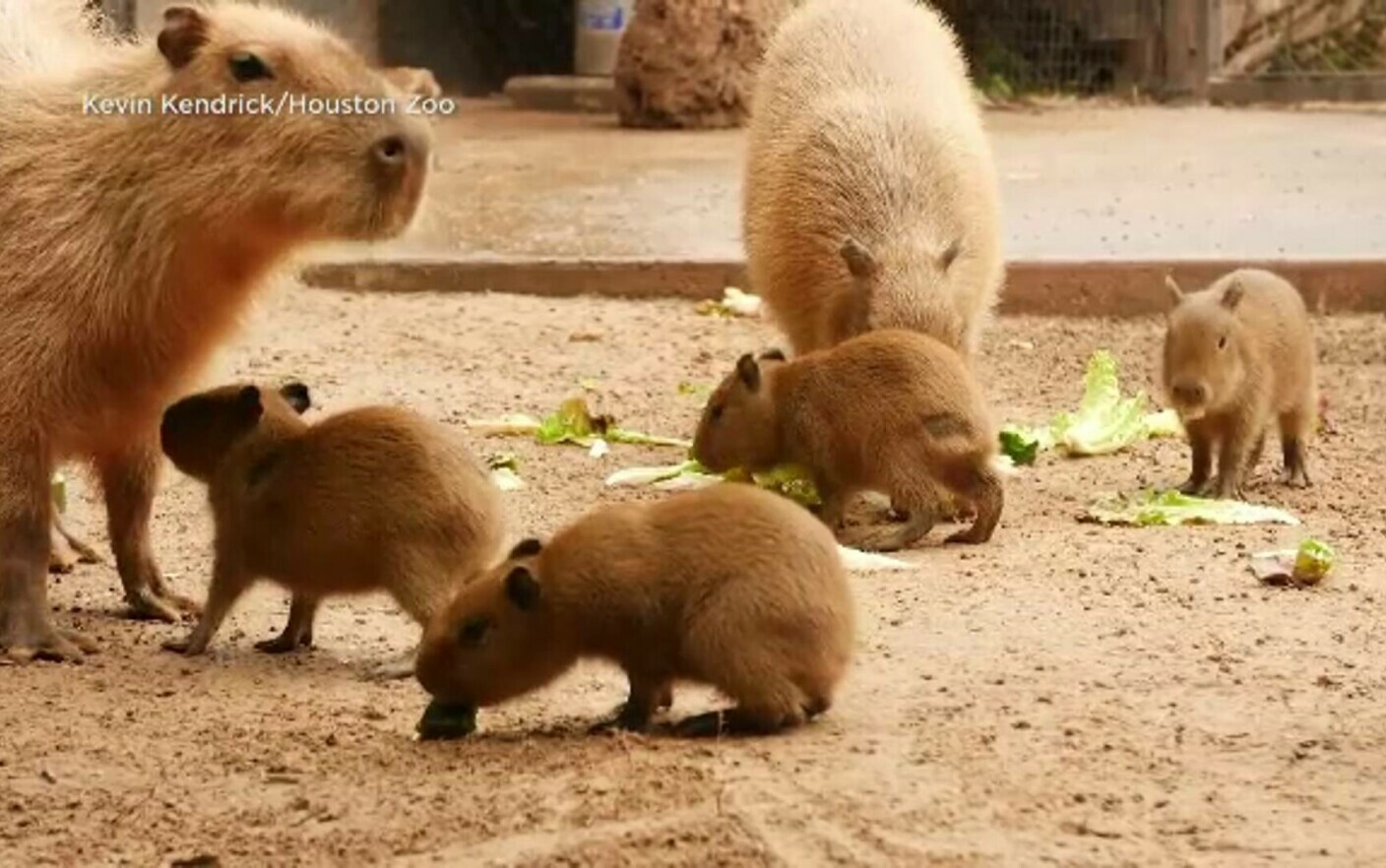 O femelă capibara a adus pe lume patru pui la o grădină zoologică din ...