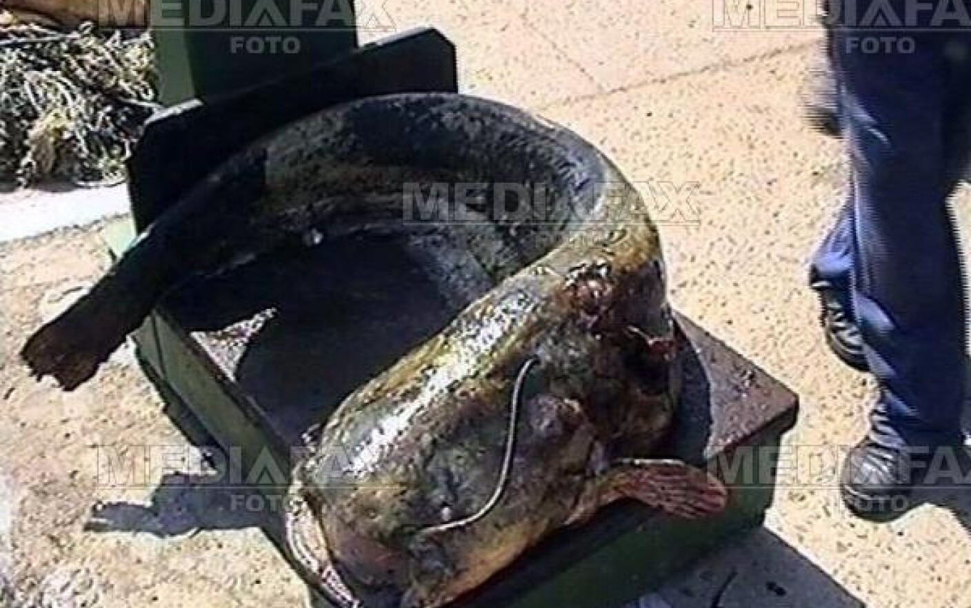 Un peste urias prins in Timisoara va hrani 600 de guri - Stirileprotv.ro