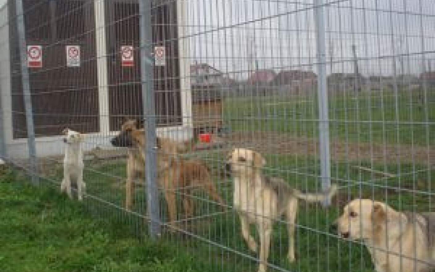 Peste 3700 de caini de la adapostul Smeura asteapta un stapan iubitor ...