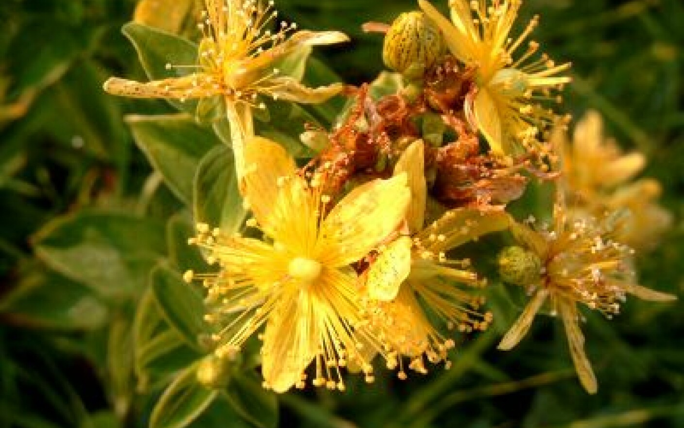 Sunatoarea, mai eficace in tratarea depresiilor decat Prozacul ...