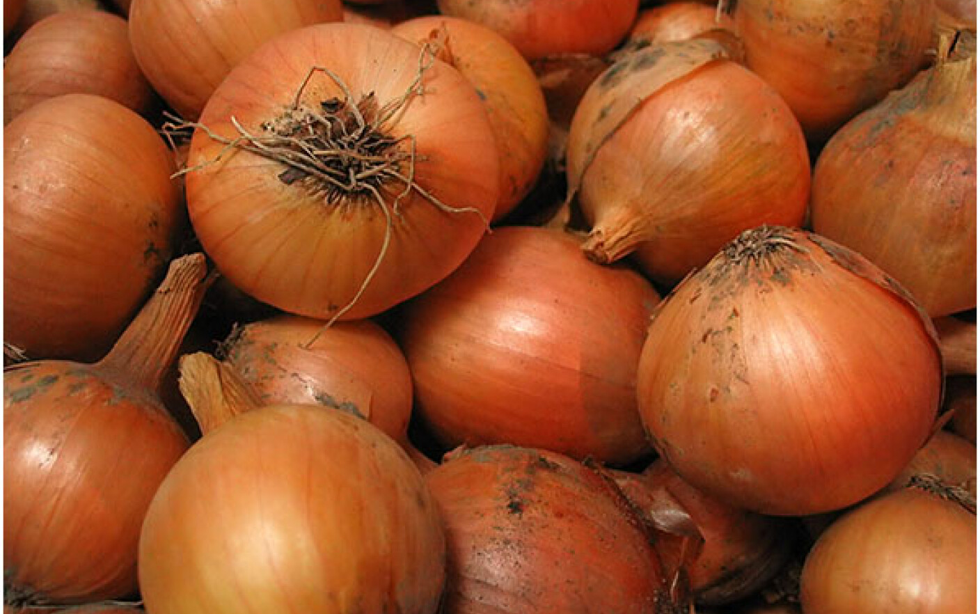 Ceapa te apara de bolile cardiovasculare! - Stirileprotv.ro