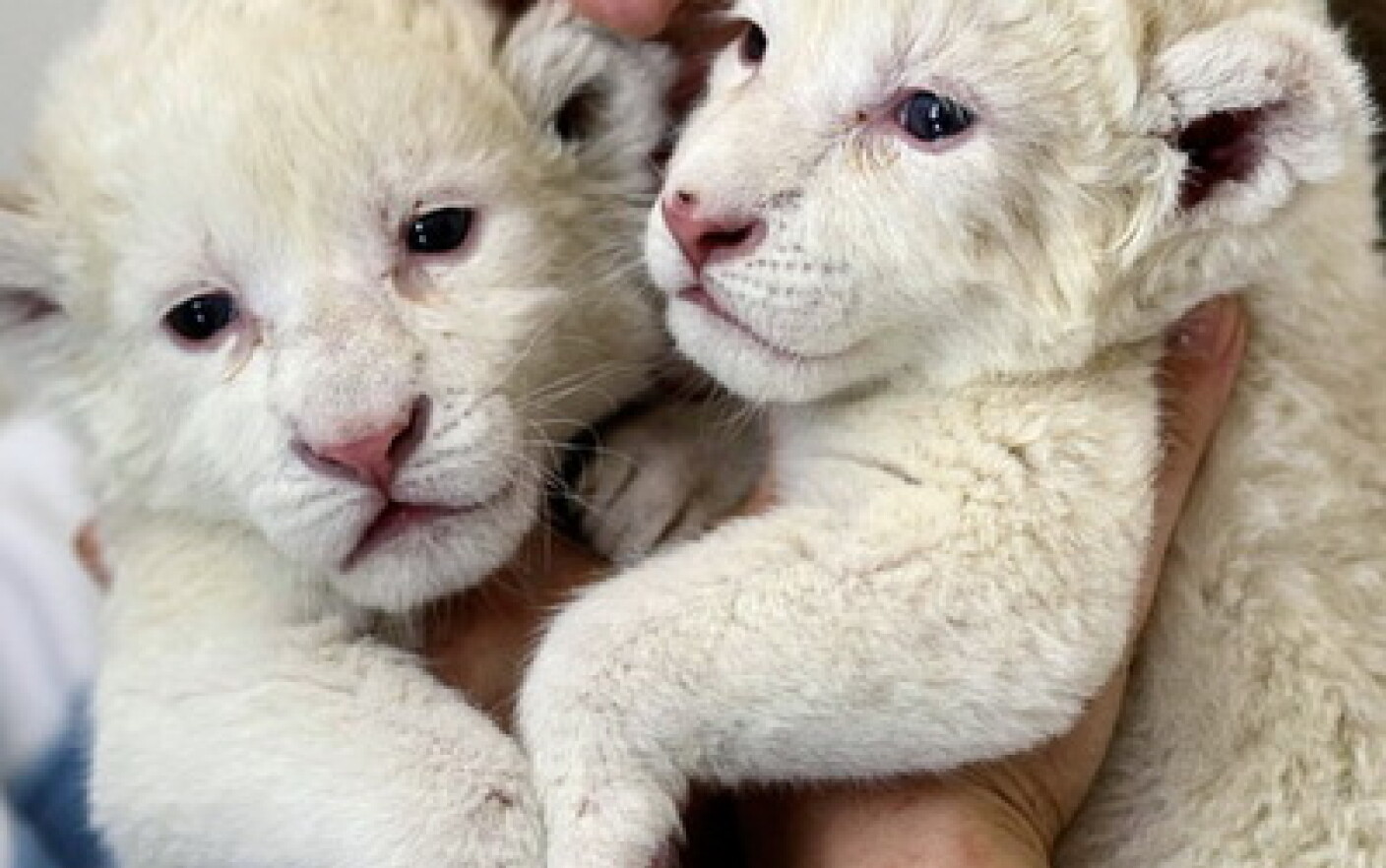 Sunt pufosi si rari in lume! Doi pui de leu alb, la Zoo din Belgrad ...