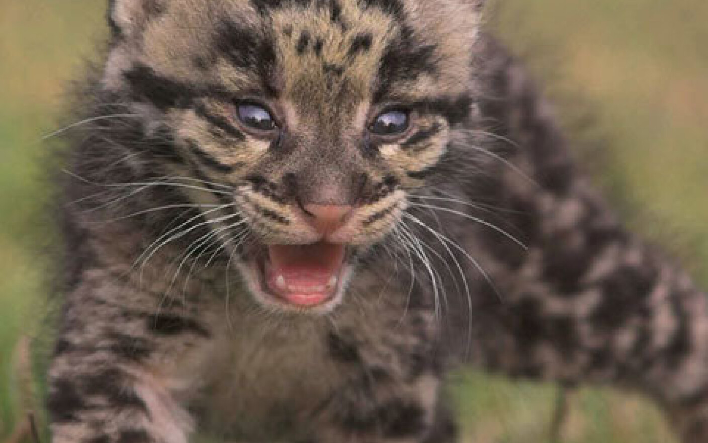 Henry si Ateri, doi pui de leopard de zapada, ce atrag turistii la zoo ...
