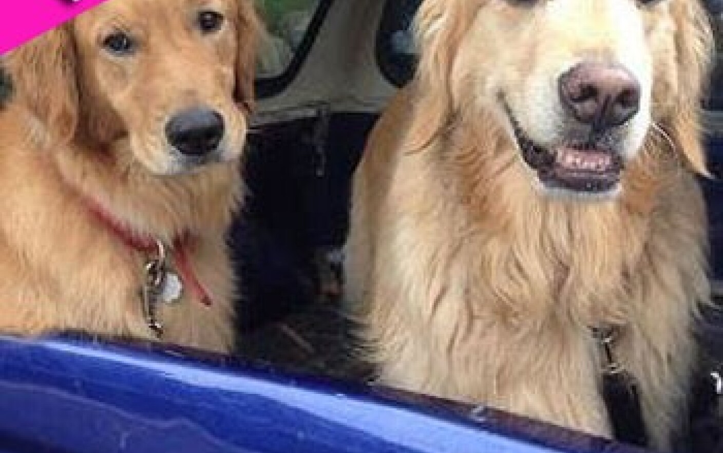 Aventura incredibila prin care au trecut doi caini. Povestea care bate ...