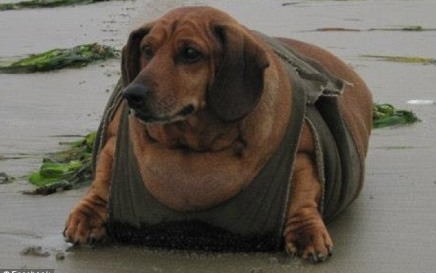 Cum arata acum catelul obez care abia putea sa mearga. Obie a slabit ...