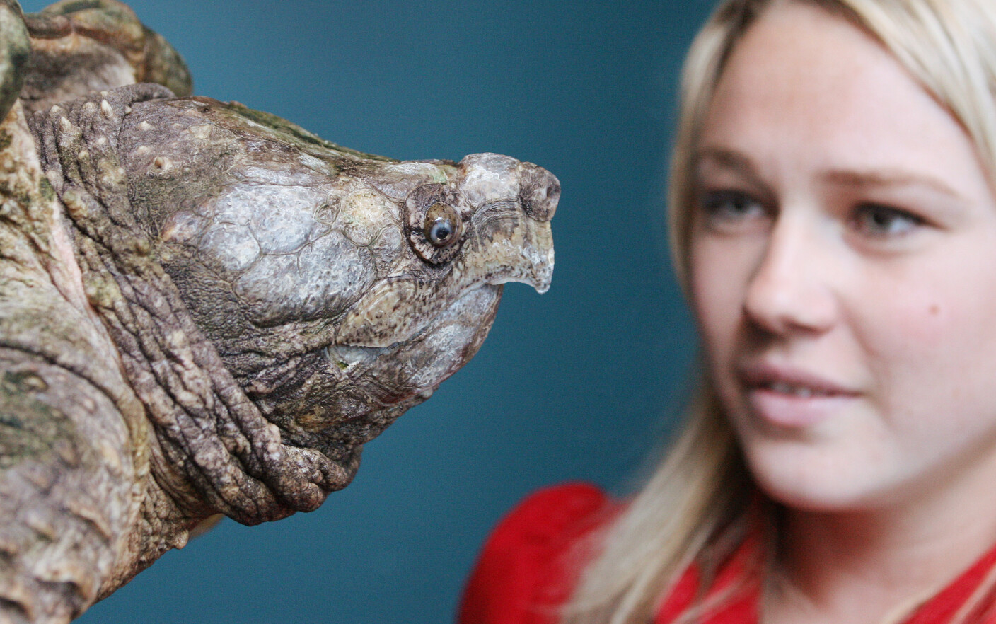 O testoasa aligator a fost descoperita in lacul de acumulare din Oregon ...