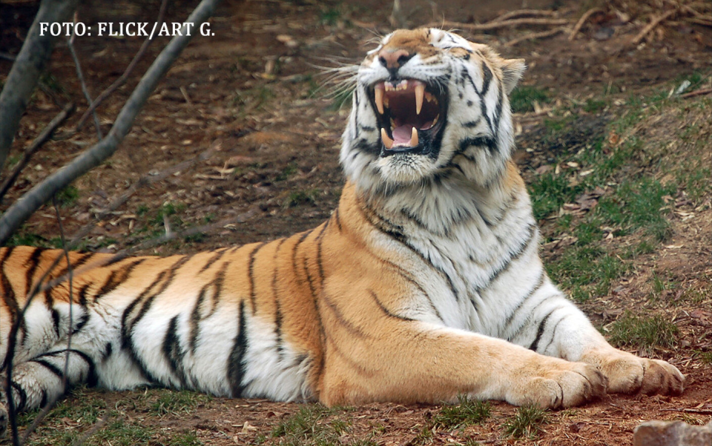 "Tigrul lui Putin" care a fugit din Rusia face prapad in China ...