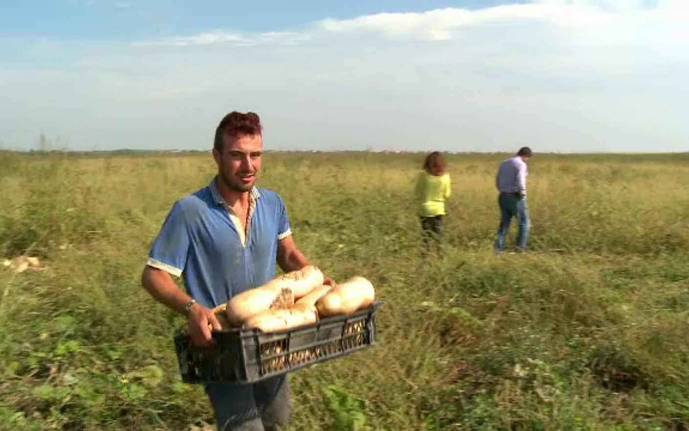 In trecut, era aliment pentru porci, acum este extrem de profitabil ...