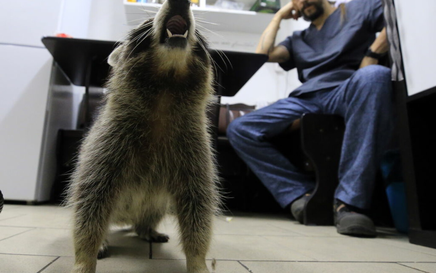 Boala care transformă ratonii din Central Park în zombi - Stirileprotv.ro