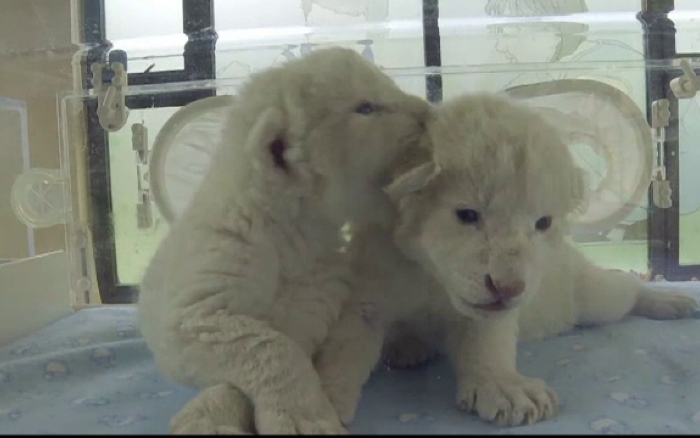Doi pui de leu alb, vedetele unei grădini zoo. De ce au fost abandonați ...