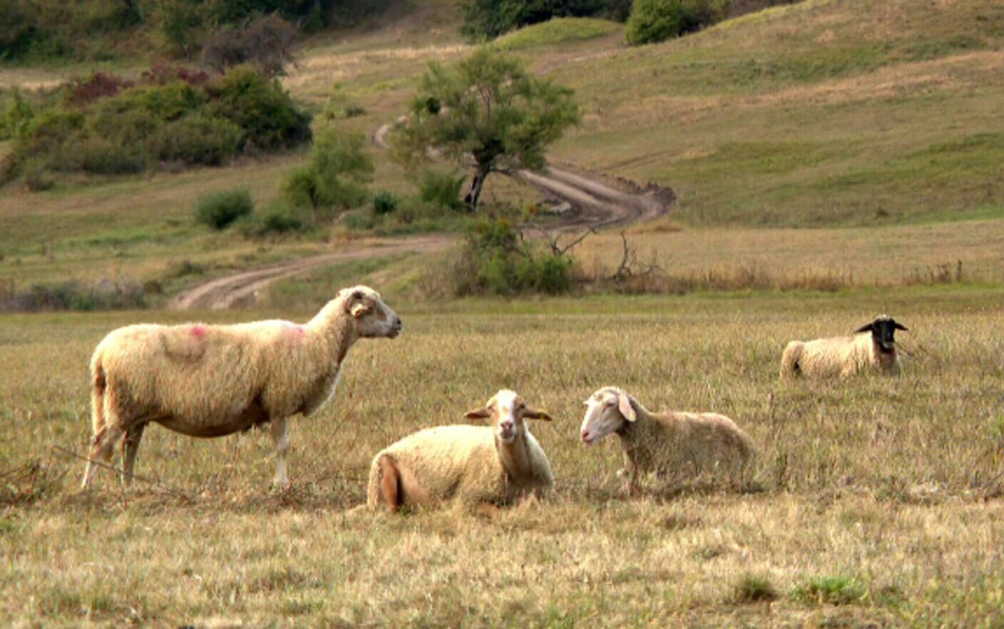 Exportul de animale vii din România ar putea fi interzis. S-ar putea ...
