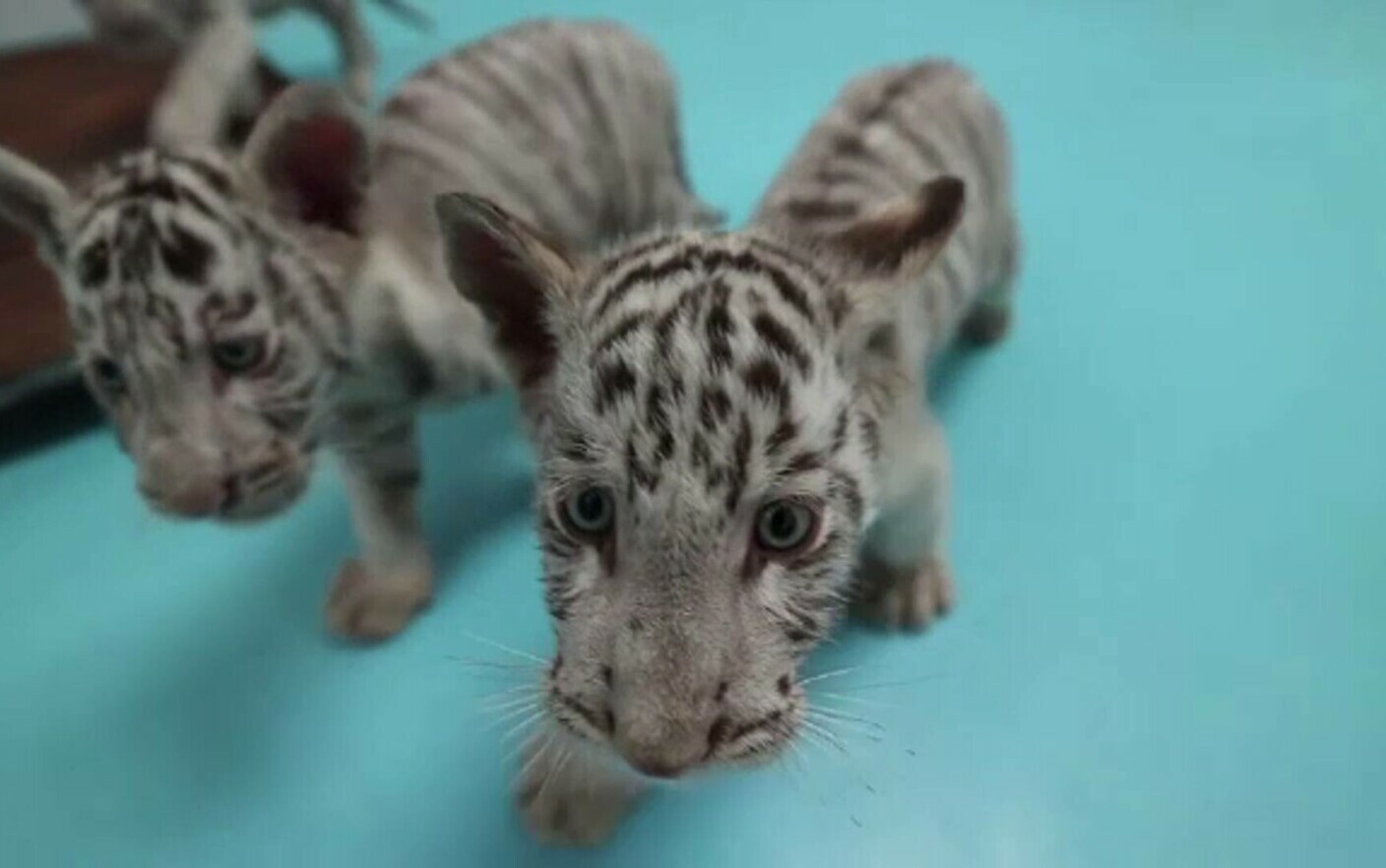 Patru pui de tigru bengalez, cea mai nouă atracție a unui parc safari ...