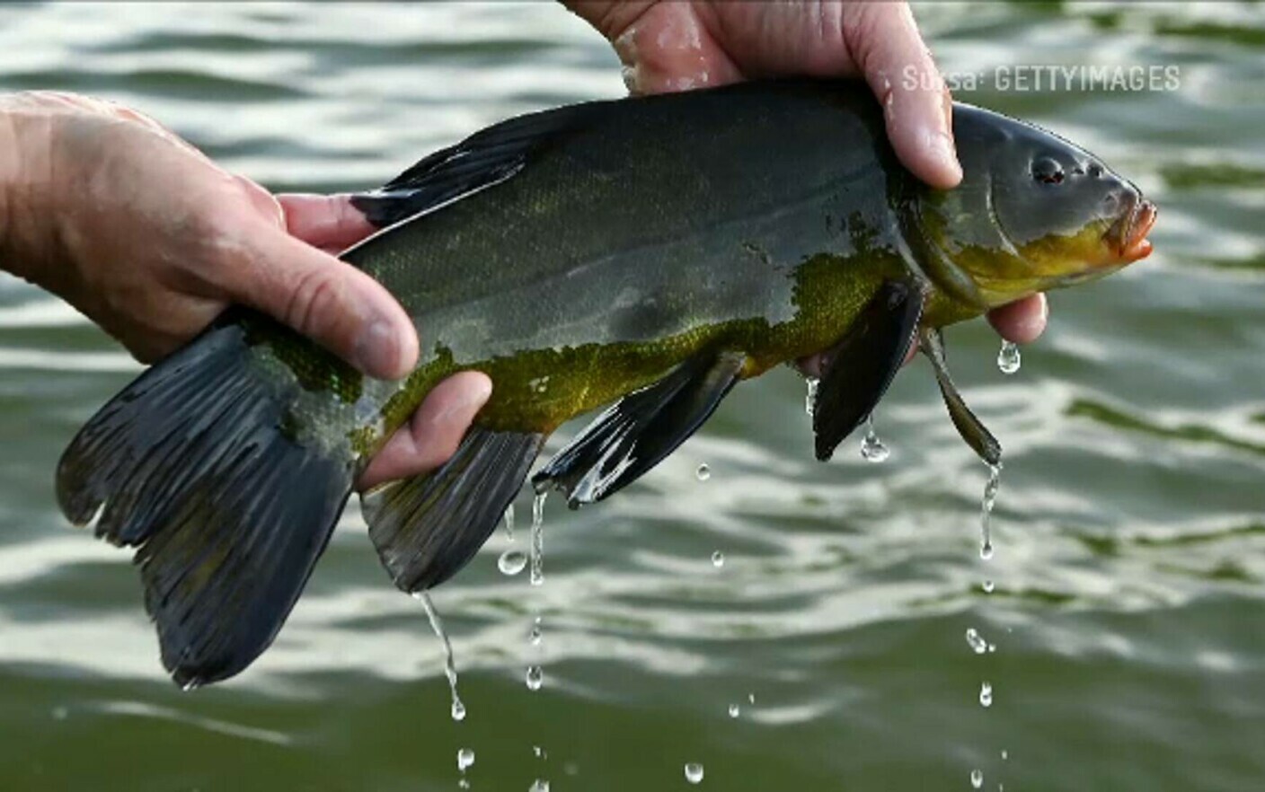 Eforturi pentru reproducerea unei specii de pește aflată în declin în ...