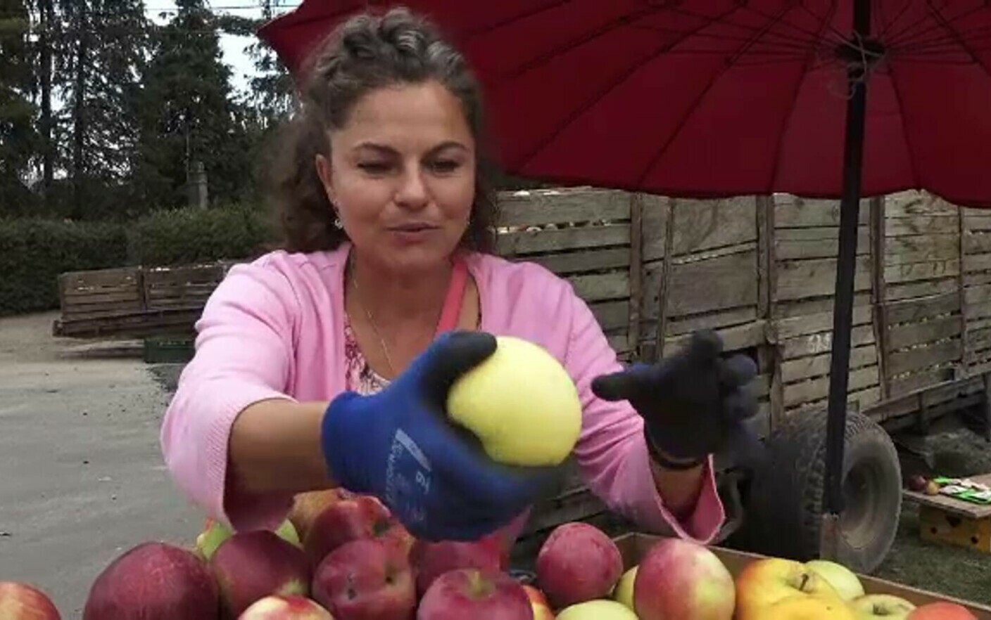 Mărul auriu de Bistrița. De ce este atât de popular acest soi ...