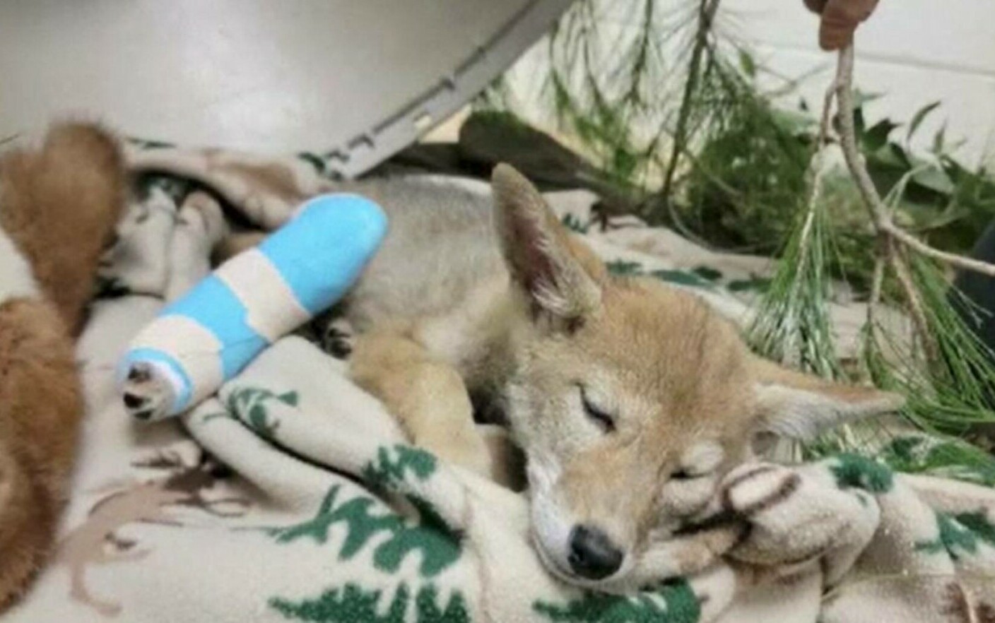 O nouă șansă la viață pentru un pui de coiot care și-a rupt un picior ...