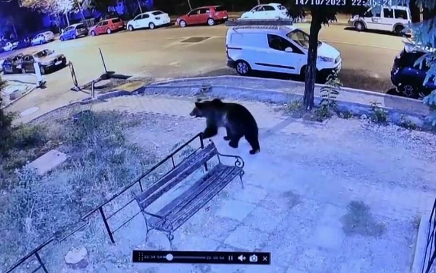 Un urs s-a plimbat pe strada ce-i poartă numele, în Bistrița. Ce au ...