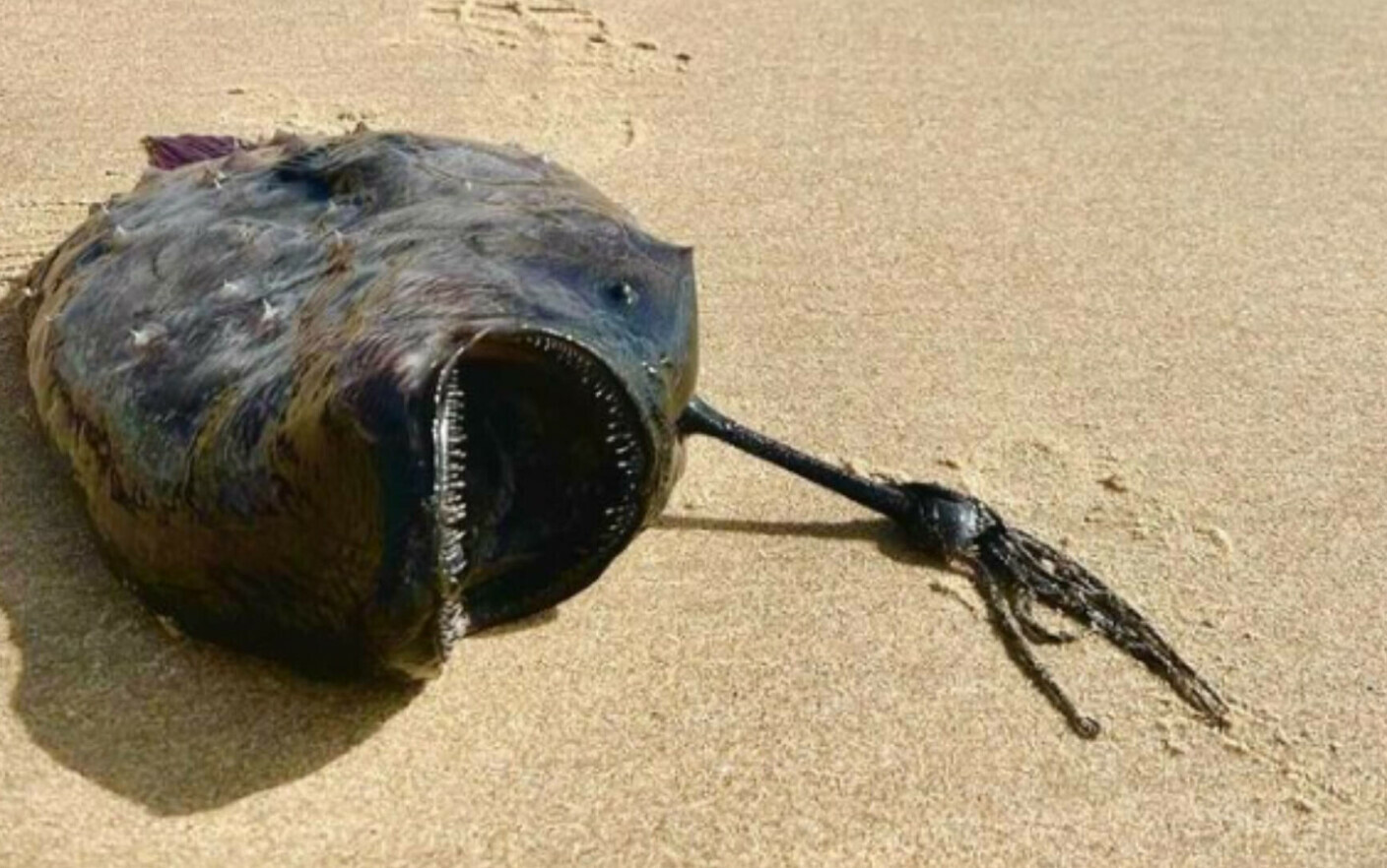 Creatura marină asemănătoare unui extraterestru, descoperită pe o plajă ...