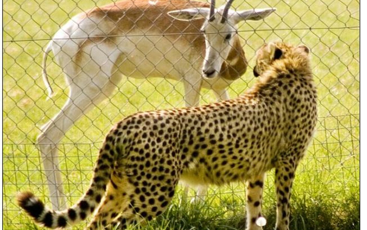 Prietenie intre o gazela si un ghepard! - Stirileprotv.ro