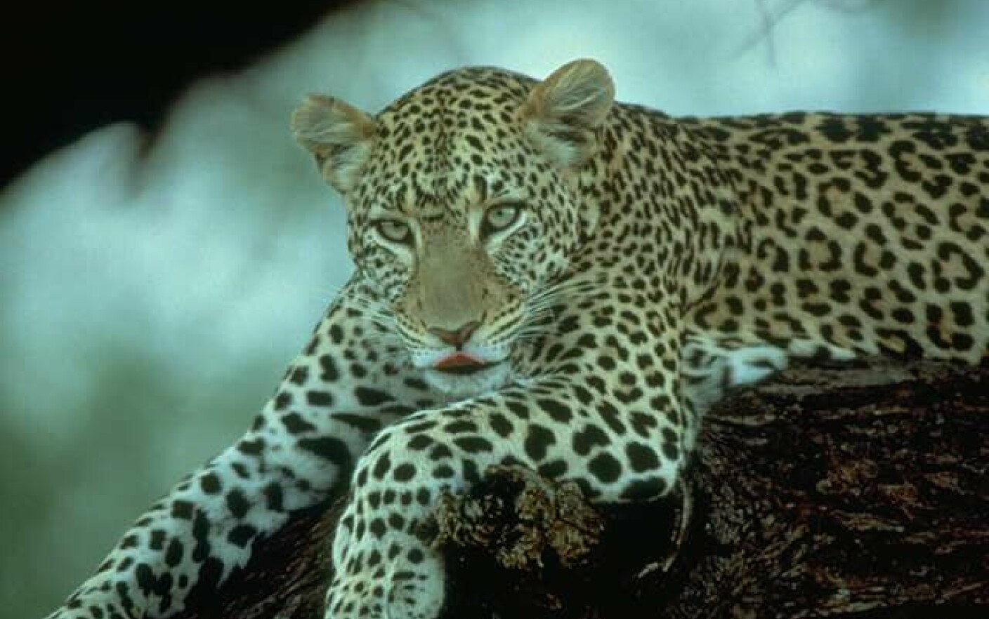 Un copil de 2 ani a fost scapat de mama sa in tarcul unui GHEPARD dintr ...