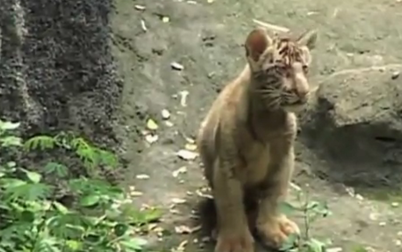 Ciudatenie a naturii in India: un pui de tigru siberian s-a innegrit ...