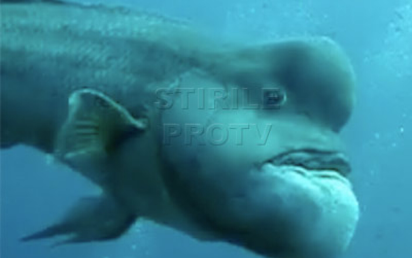 Cel mai urat peste din lume! L-au poreclit Shrek! - Stirileprotv.ro