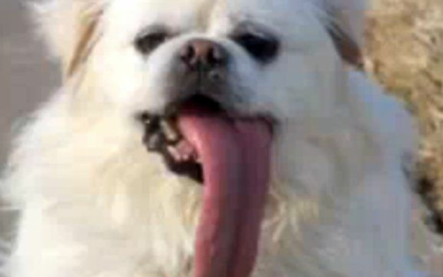 Puggy este catelul cu cea mai lunga limba din lume - Stirileprotv.ro