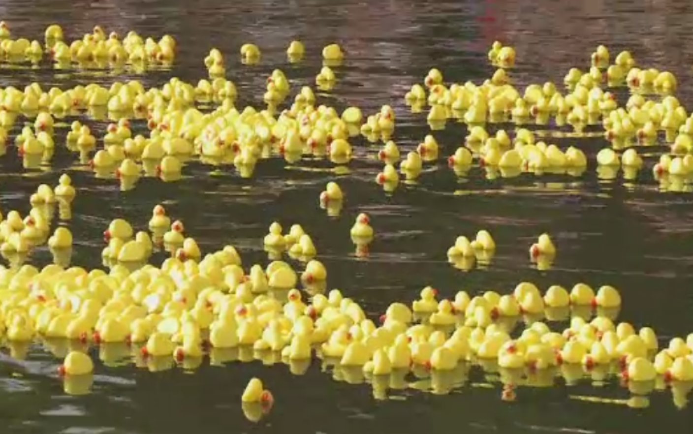 Cursa de ratuste pe raul Bega, in scopuri caritabile. O fetita de 13 ...