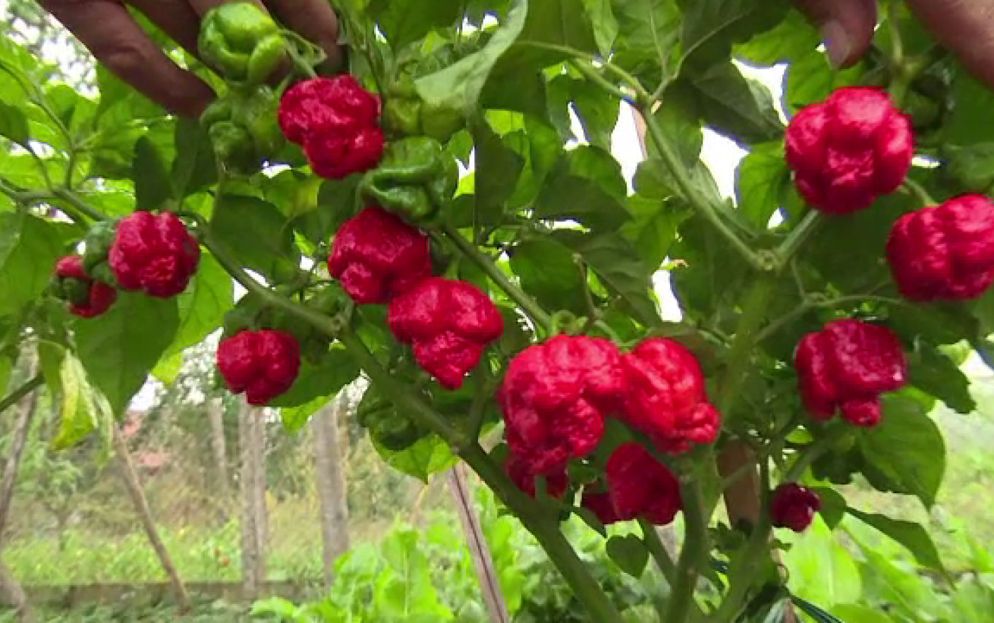 Legumele exotice profitabile pentru producătorii români - Stirileprotv.ro