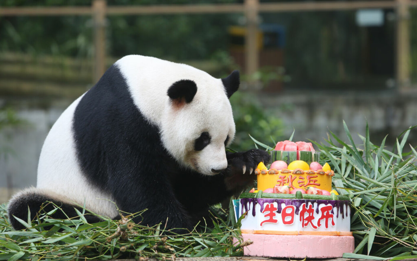 Ursul panda gigant Qiu Bang își sărbătorește ziua de naștere în Parcul ...