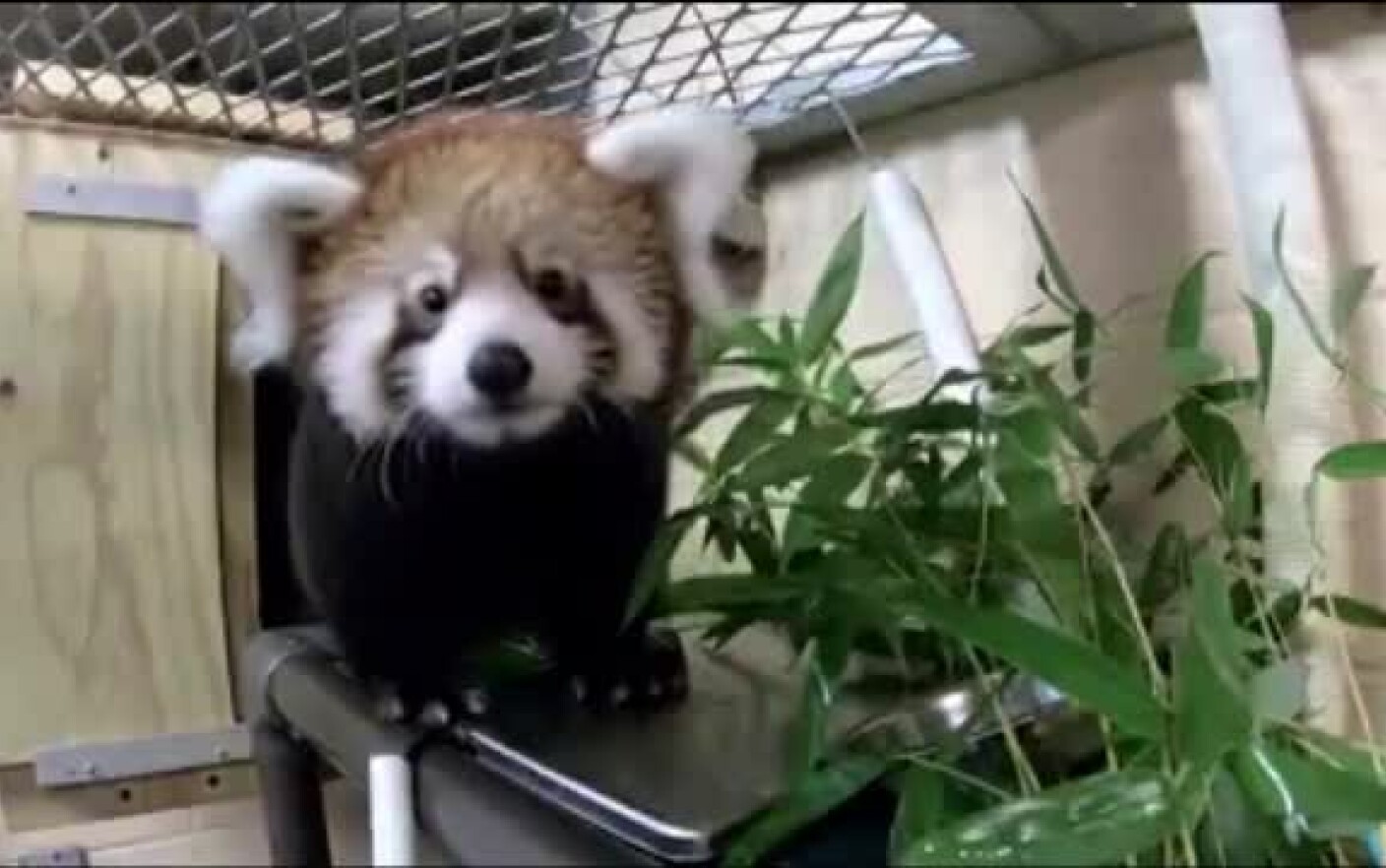 Un pui de panda roşu a fost prezentat cu mândrie de o grădină zoologică ...