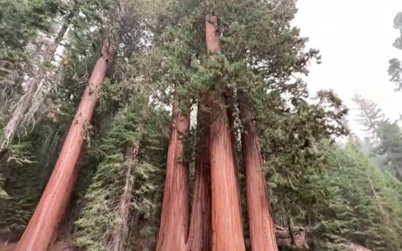 Cel mai mare copac din lume, amenințat de incendiile de vegetație din ...