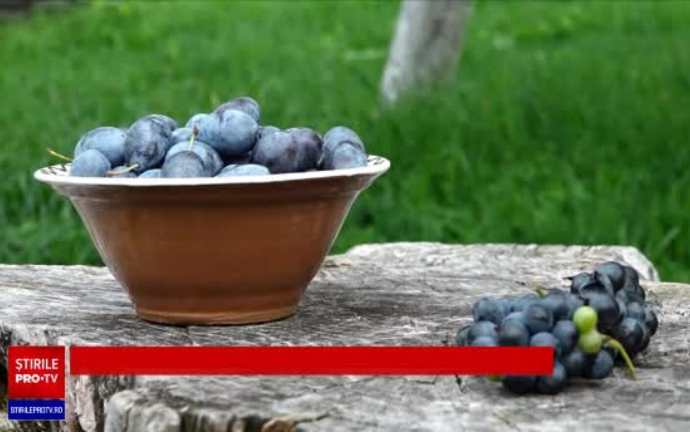 Video - Zona din România care produce prune ideale pentru magiun. Care ...