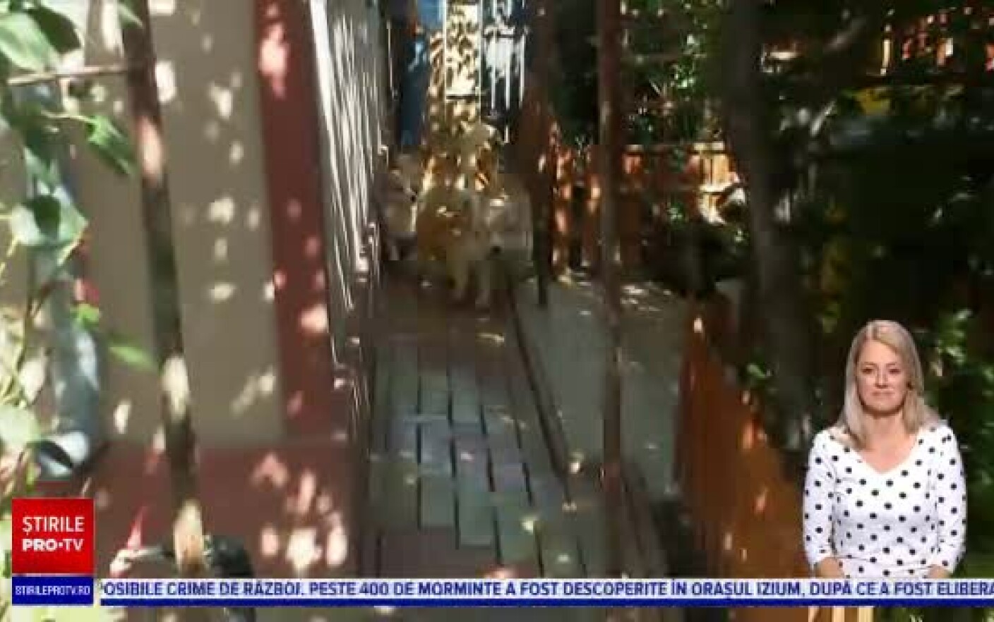 Video - Câinii din rasa Corgi sunt la mare căutare după ce Regina ...