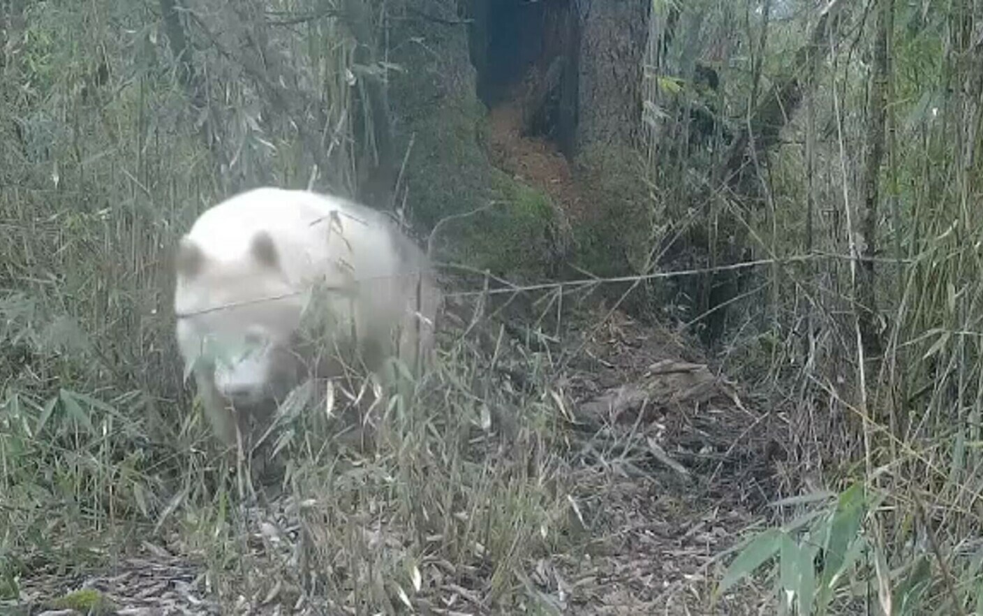GALERIE FOTO. Cum arată un panda albinos descoperit în China. Are blana ...
