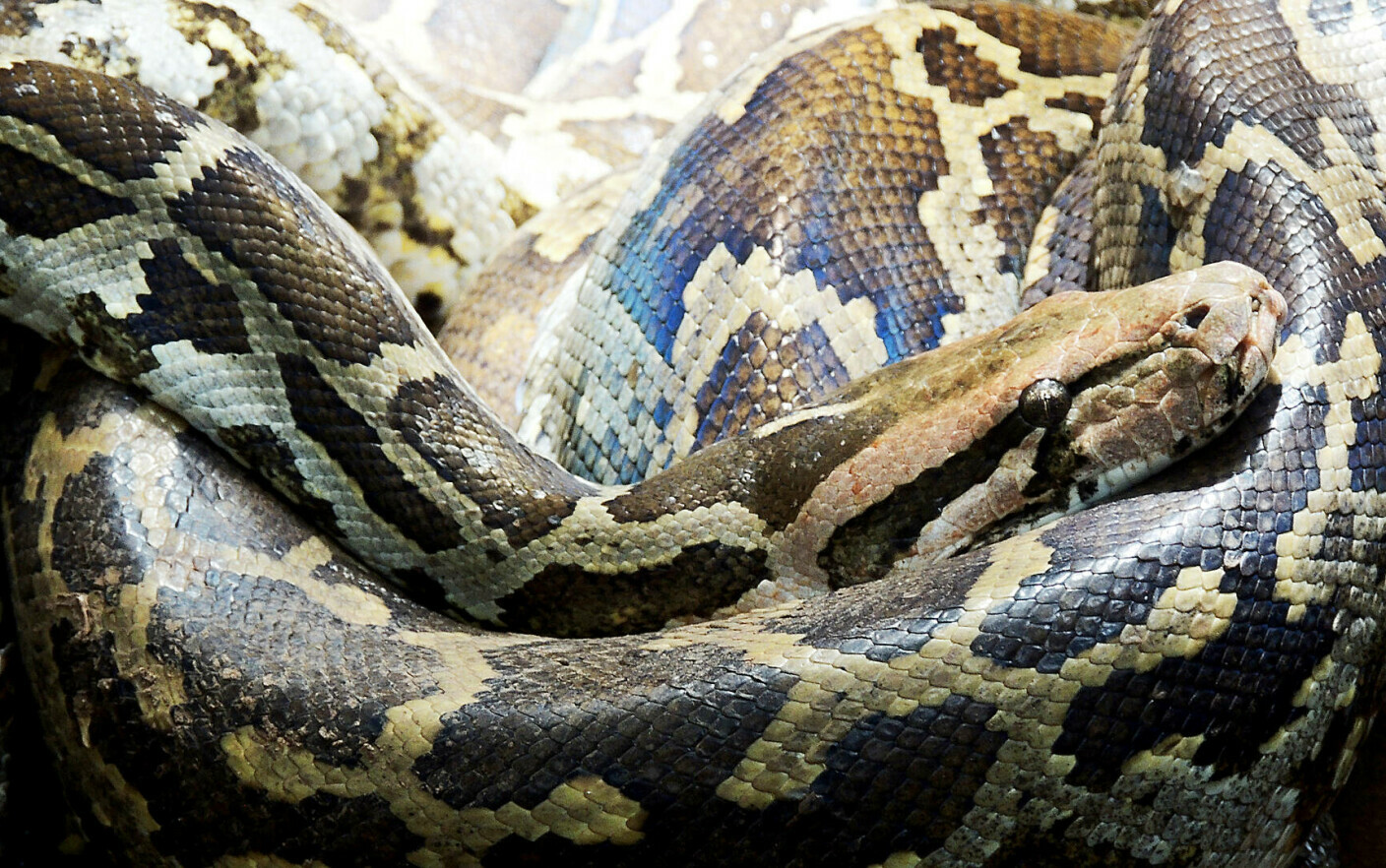 Un bărbat de 61 de ani a fost mușcat de un șarpe de trei metri care i-a ...