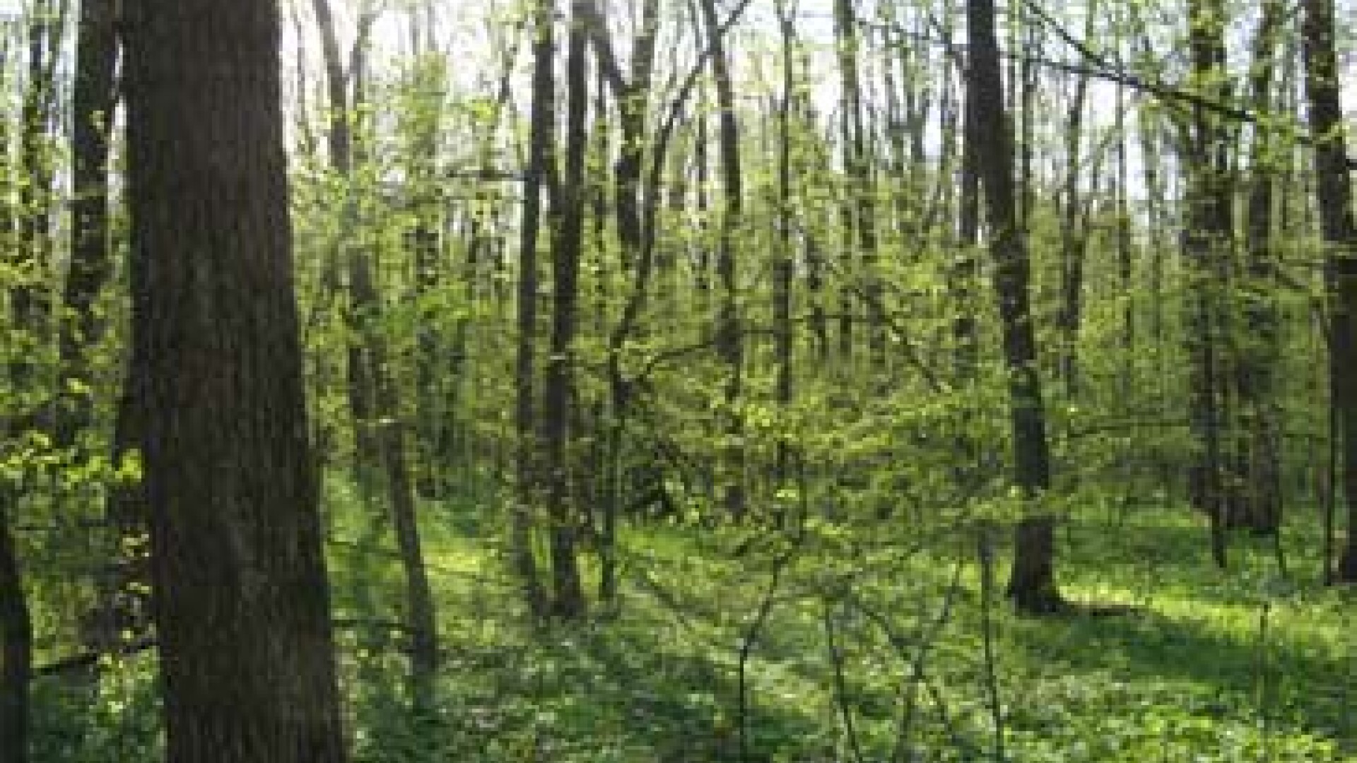 Controversa: 100 de hectare din padurea Baneasa, transformate in parc ...