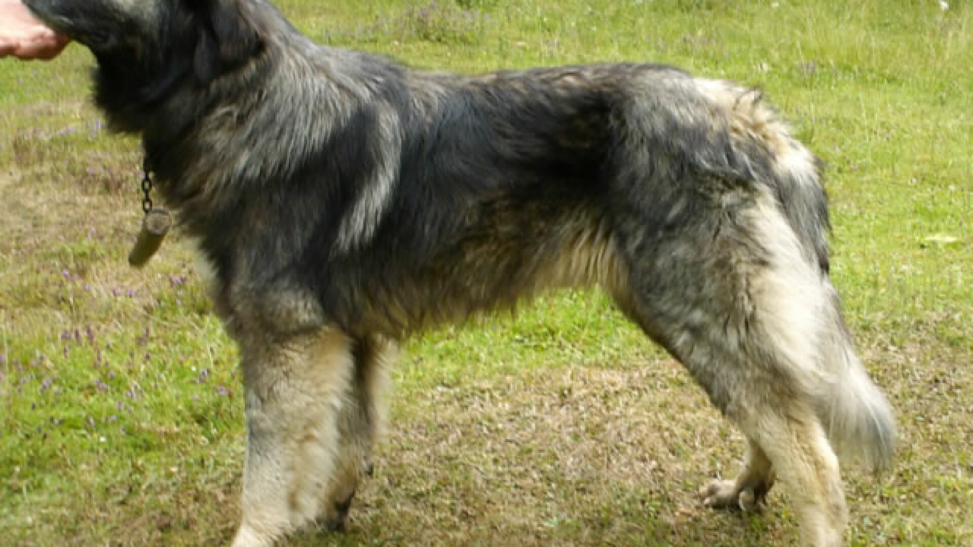 Cine e cel mai frumos ciobanesc din tara? - Știrile ProTV