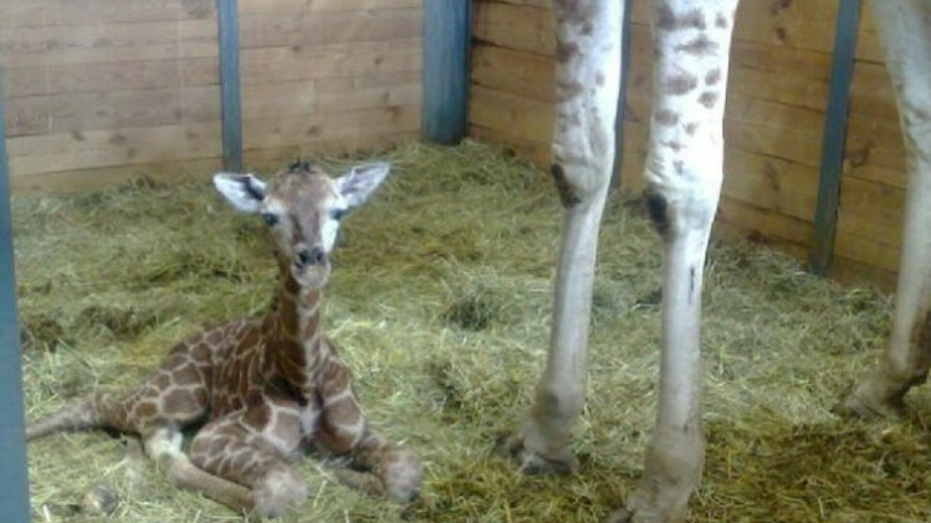 A reusit sa se insanatoseasca! Un pui de girafa primeste vizitatori ...