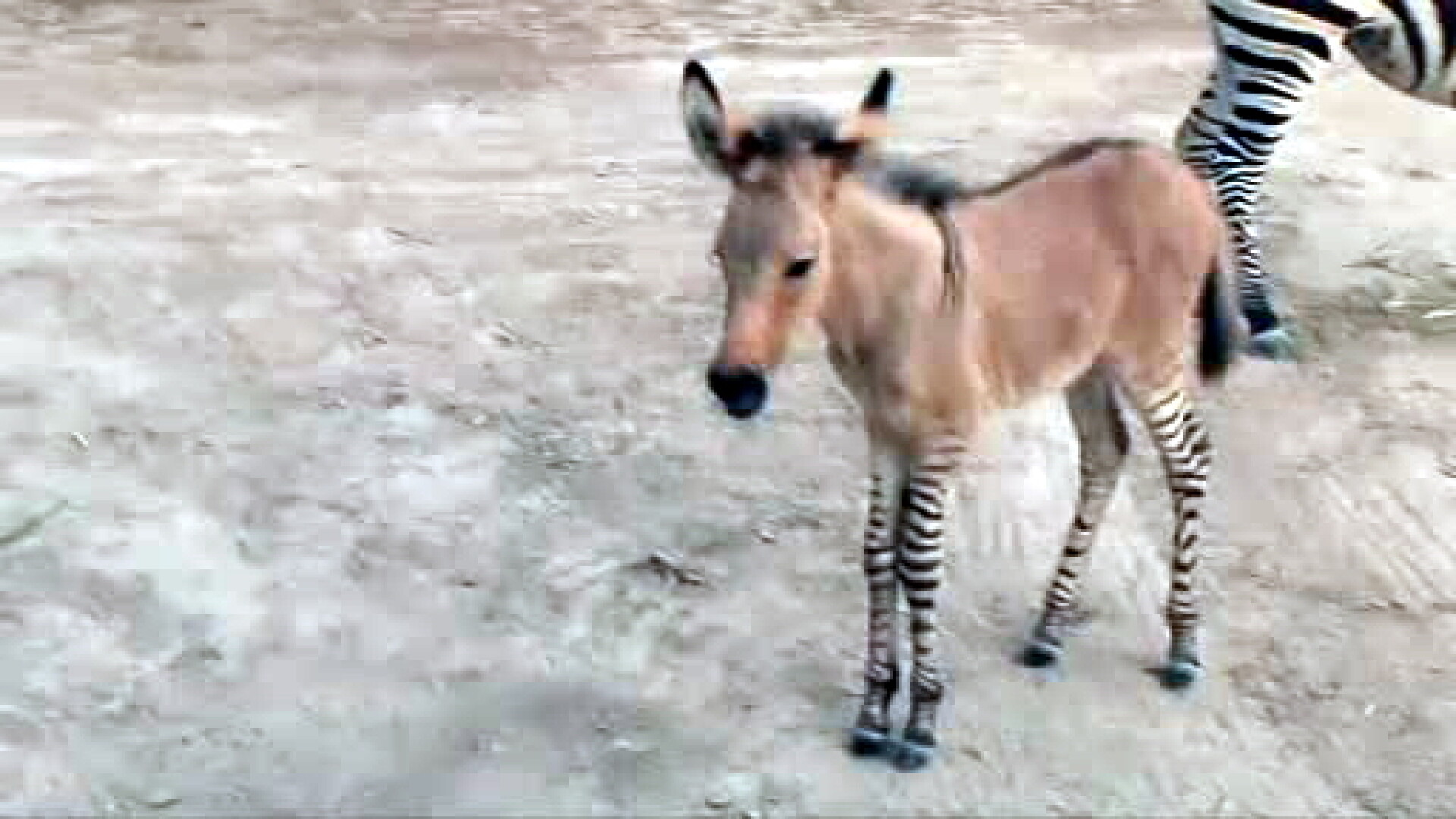 Povestea de dragoste dintre magarul Ignacio si zebra Rayas. VIDEO cu ...