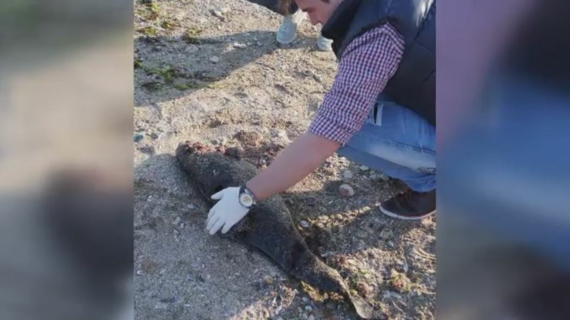 Un pui de delfin a fost gasit mort, pe plaja din Costinesti. Este al ...