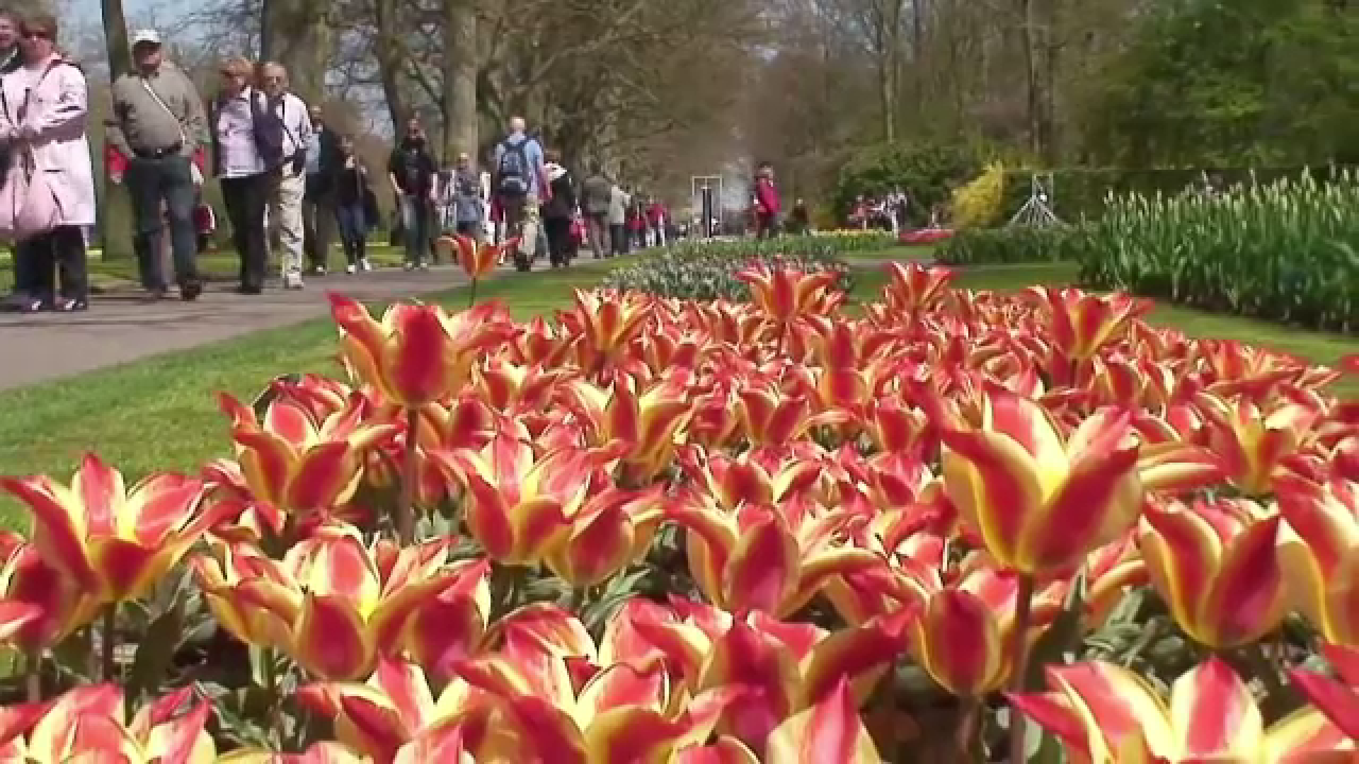 Cum arata cea mai mare gradina de lalele din lume. Parcul din Olanda ...