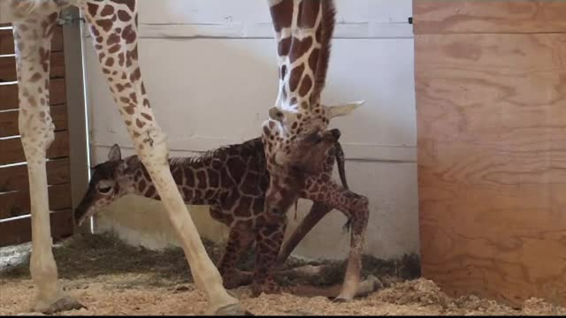 1.250.000 de oameni au urmarit live, pe Facebook, nasterea unui pui de ...