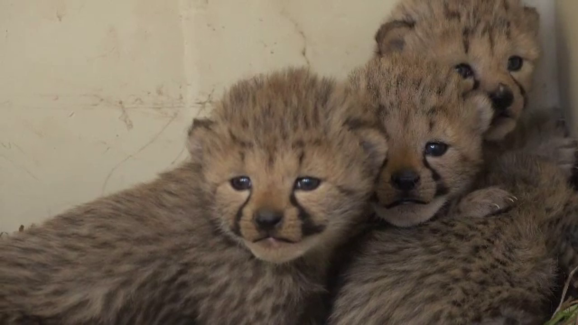 Ghepardul, cel mai rapid animal din lume, pe cale de disparitie. Cum ...