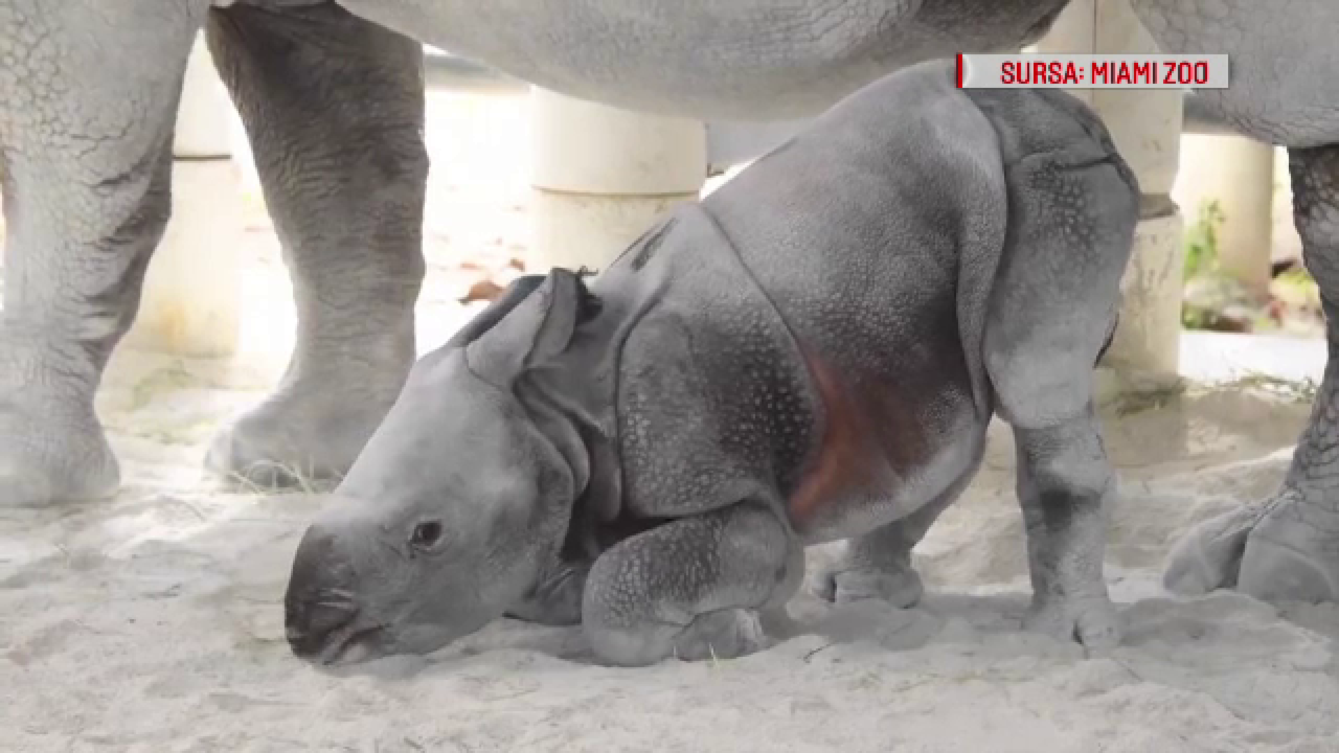 Un pui de rinocer dintr-o specie extrem de rară, născut prin inseminare ...