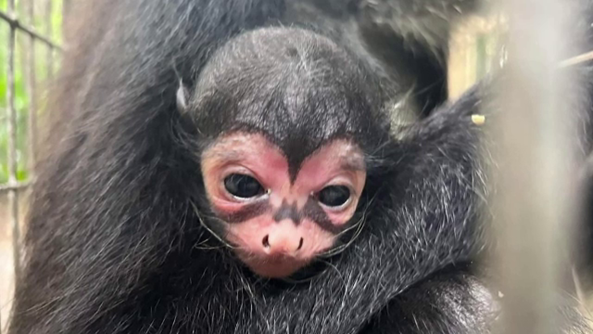 Un pui de maimuță s-a născut cu simbolul personajului "Batman" pe faţă ...