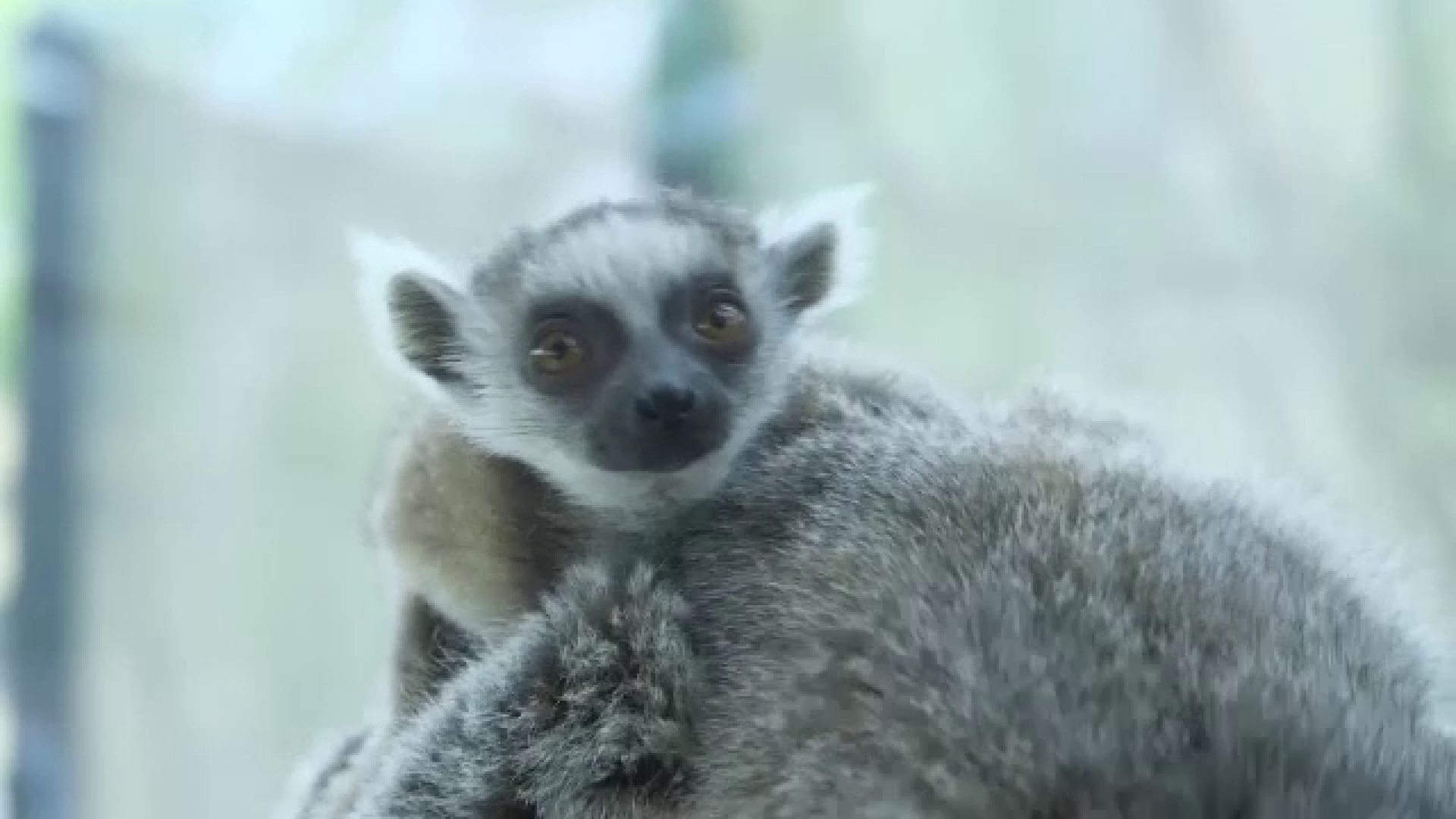 Un pui de lemur cu coadă inelată, senzația grădinii zoologice din Viena ...