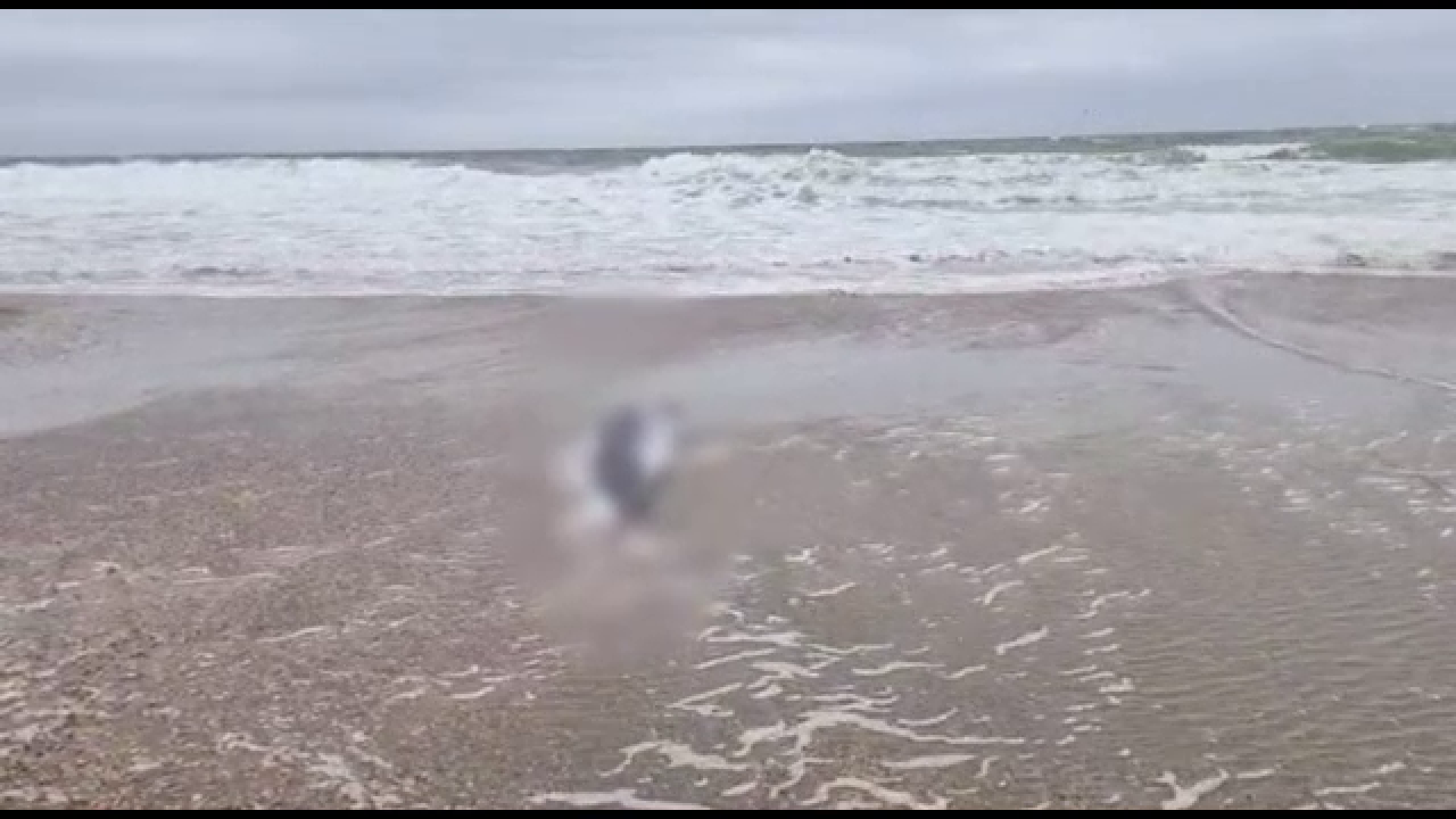 Imagine dezolantă pe plaja din Eforie. A fost găsit un delfin eșuat ...