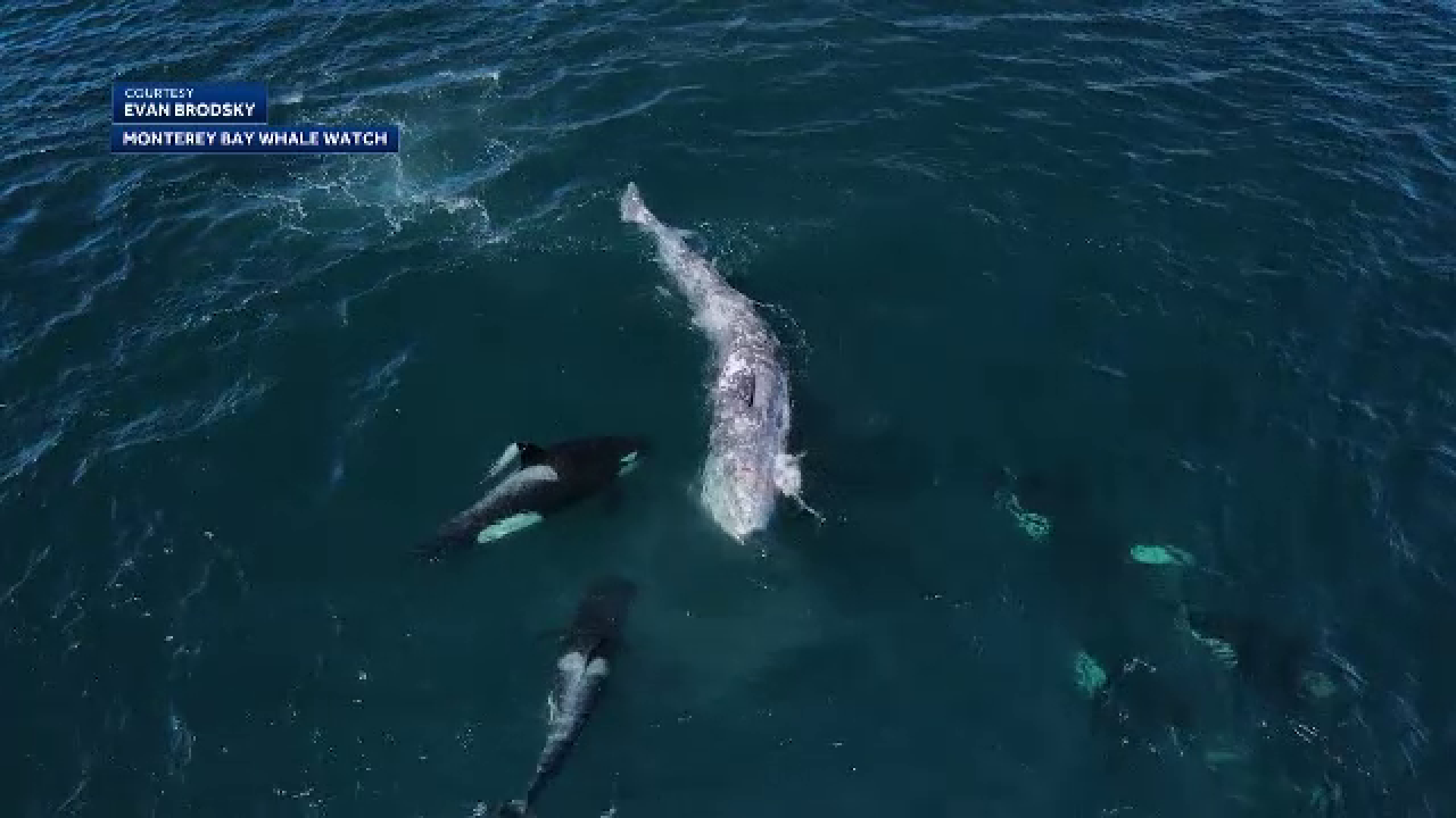 Eveniment neobișnuit în largul coastelor Californiei. Mai multe orci au ...